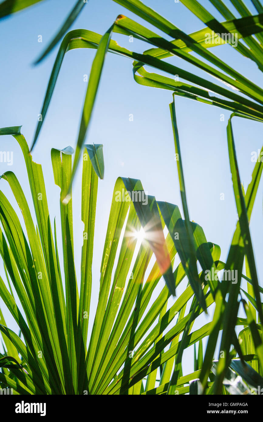 Green leaves in sunlight Stock Photo - Alamy