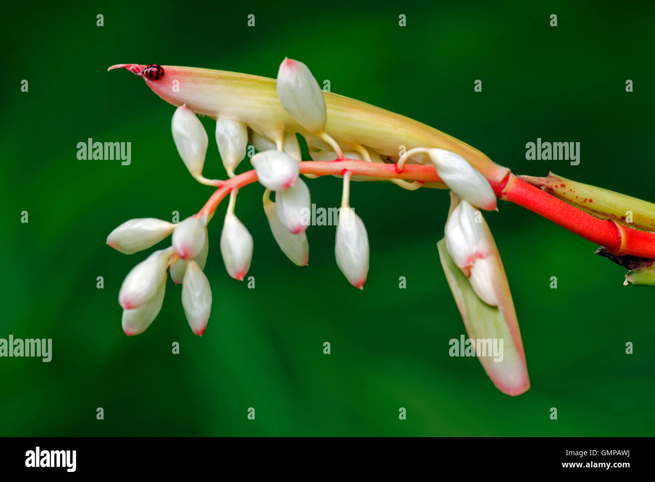 Variegated Shell Ginger Stock Photo - Alamy