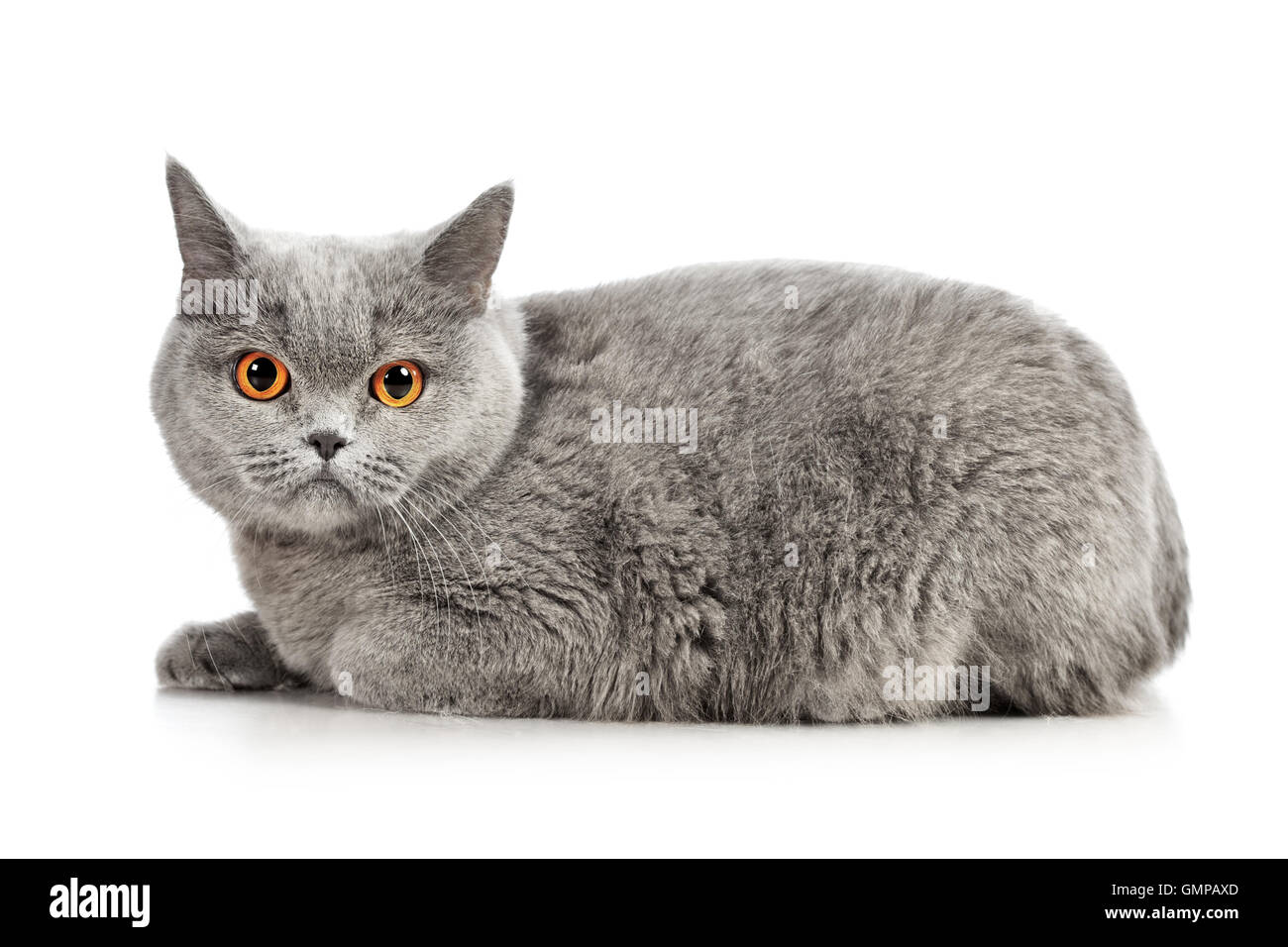 British blue cat orange Cut Out Stock Images & Pictures - Alamy