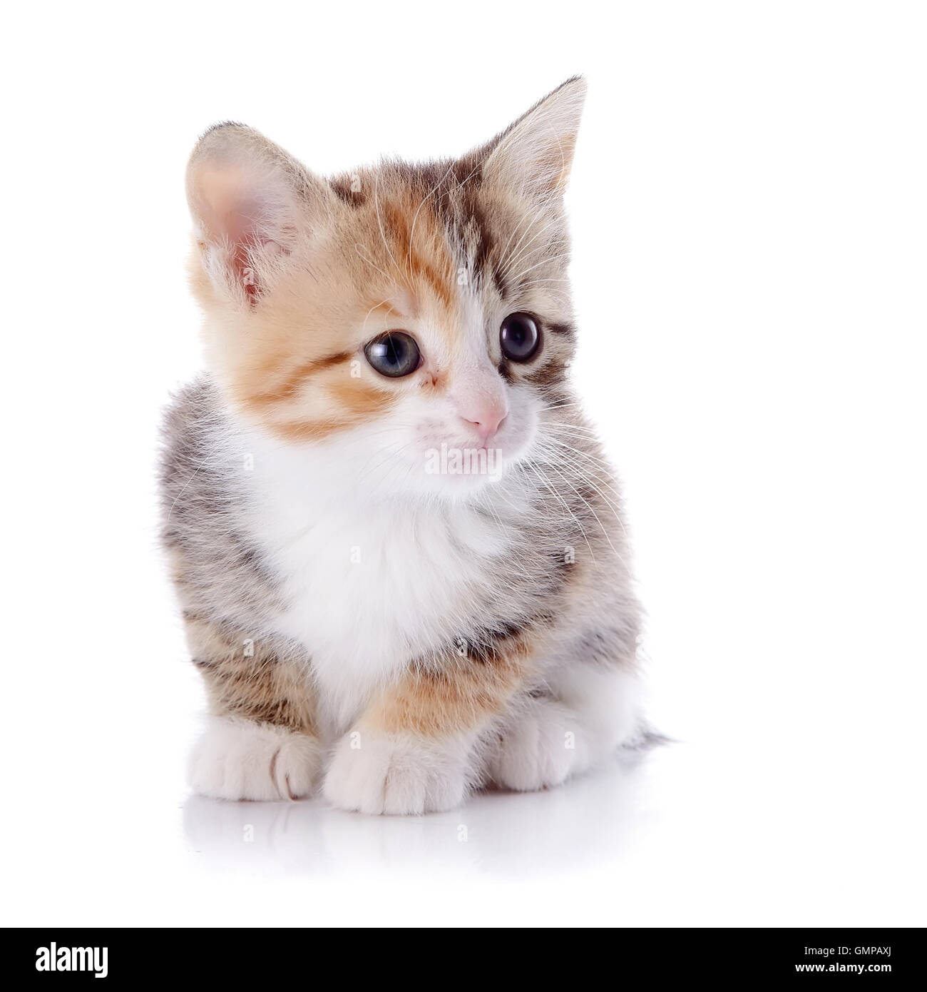 Multi-colored small kitten Stock Photo - Alamy