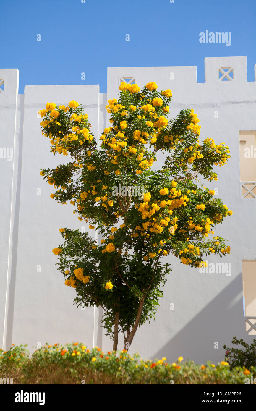 bright tropical flowers Stock Photo - Alamy