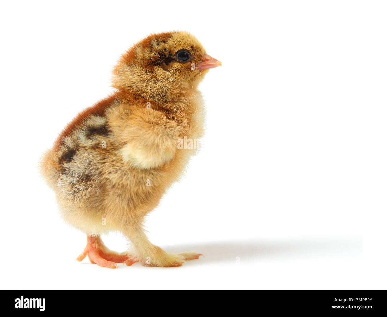 First newborn Cut Out Stock Images & Pictures - Alamy