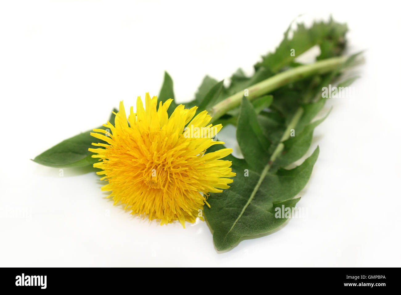 Dandelions buttercups hi-res stock photography and images - Alamy