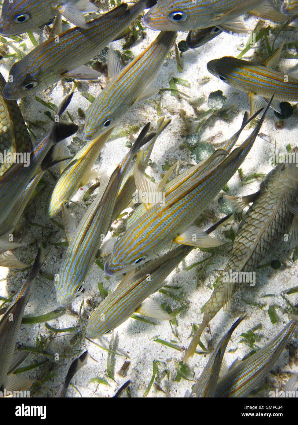 Lot's of fish Stock Photo - Alamy