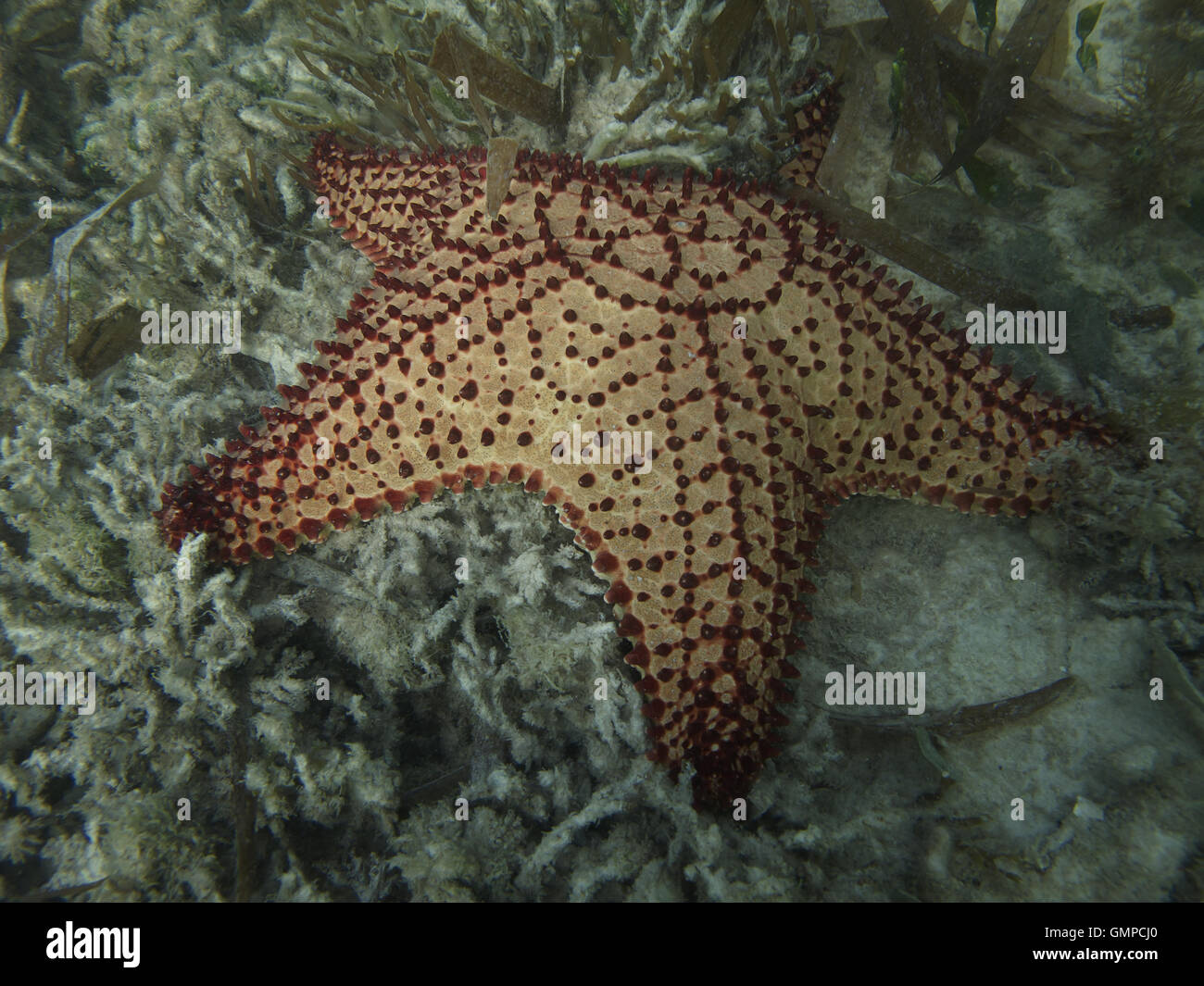 Aqua starfish hi-res stock photography and images - Alamy