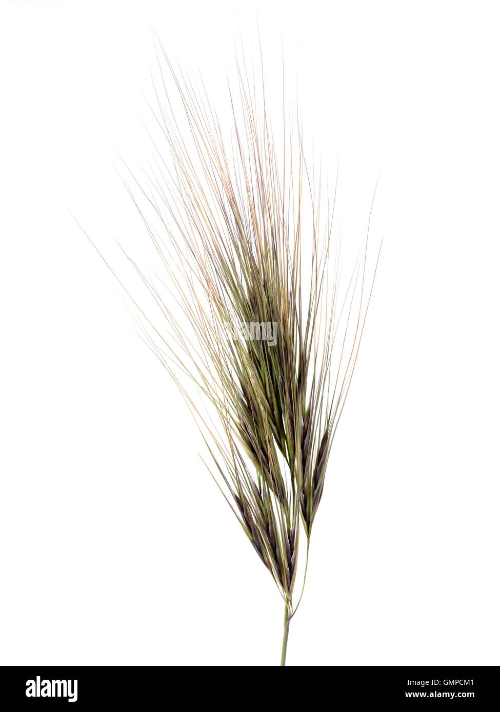 Flour of grass Cut Out Stock Images & Pictures - Alamy