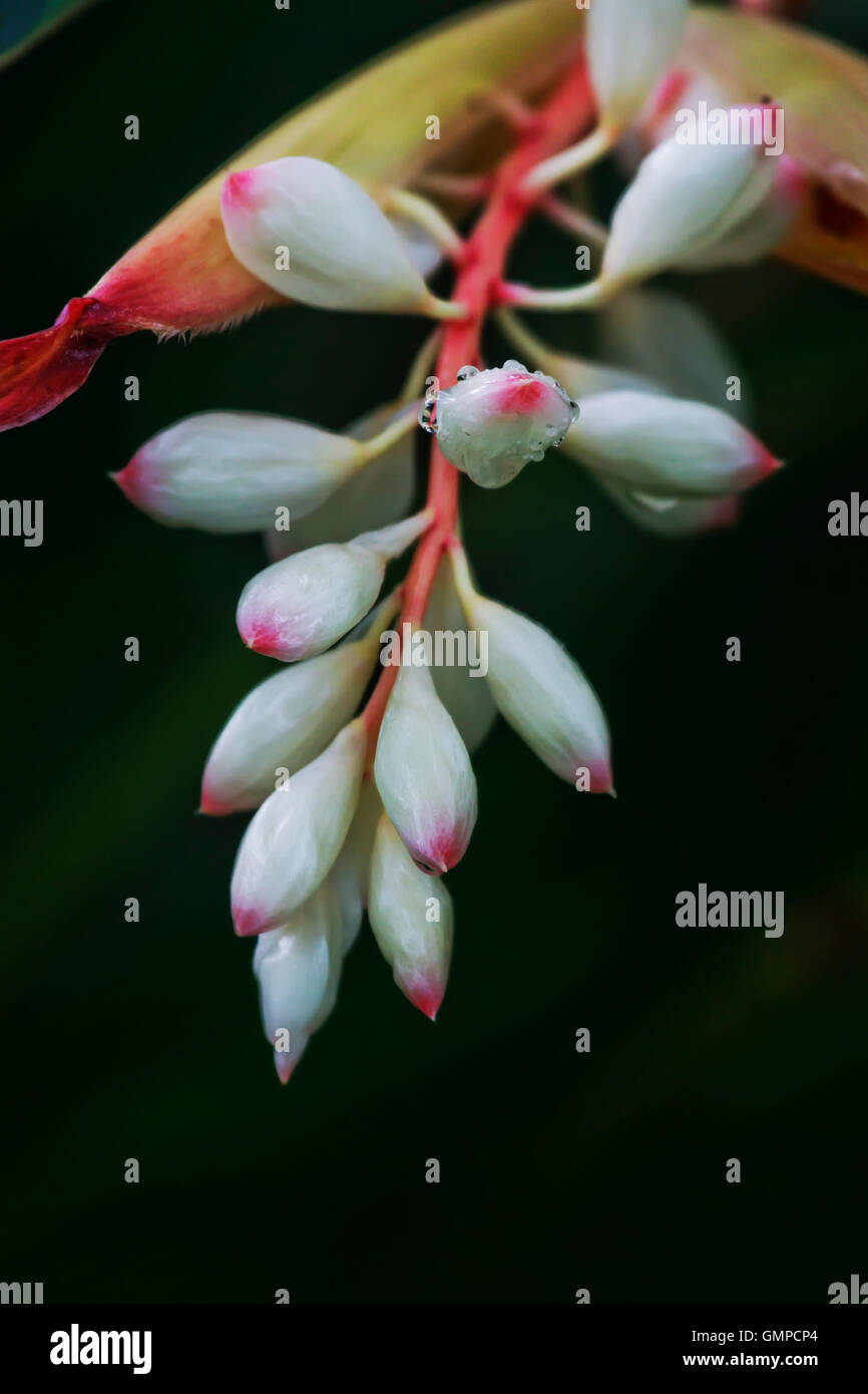 Variegated Shell Ginger Stock Photo - Alamy