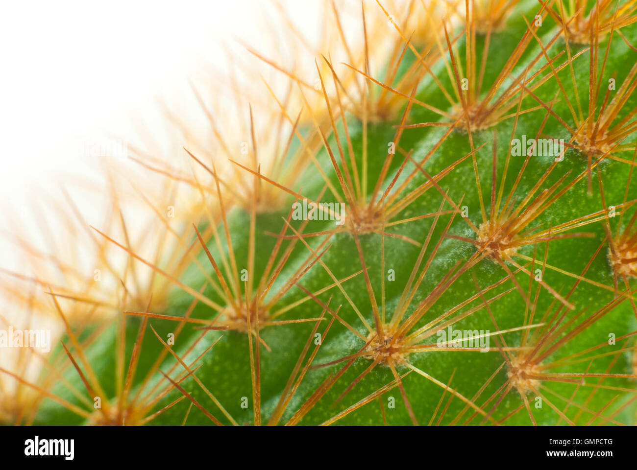 Cactus thorn hi-res stock photography and images - Alamy