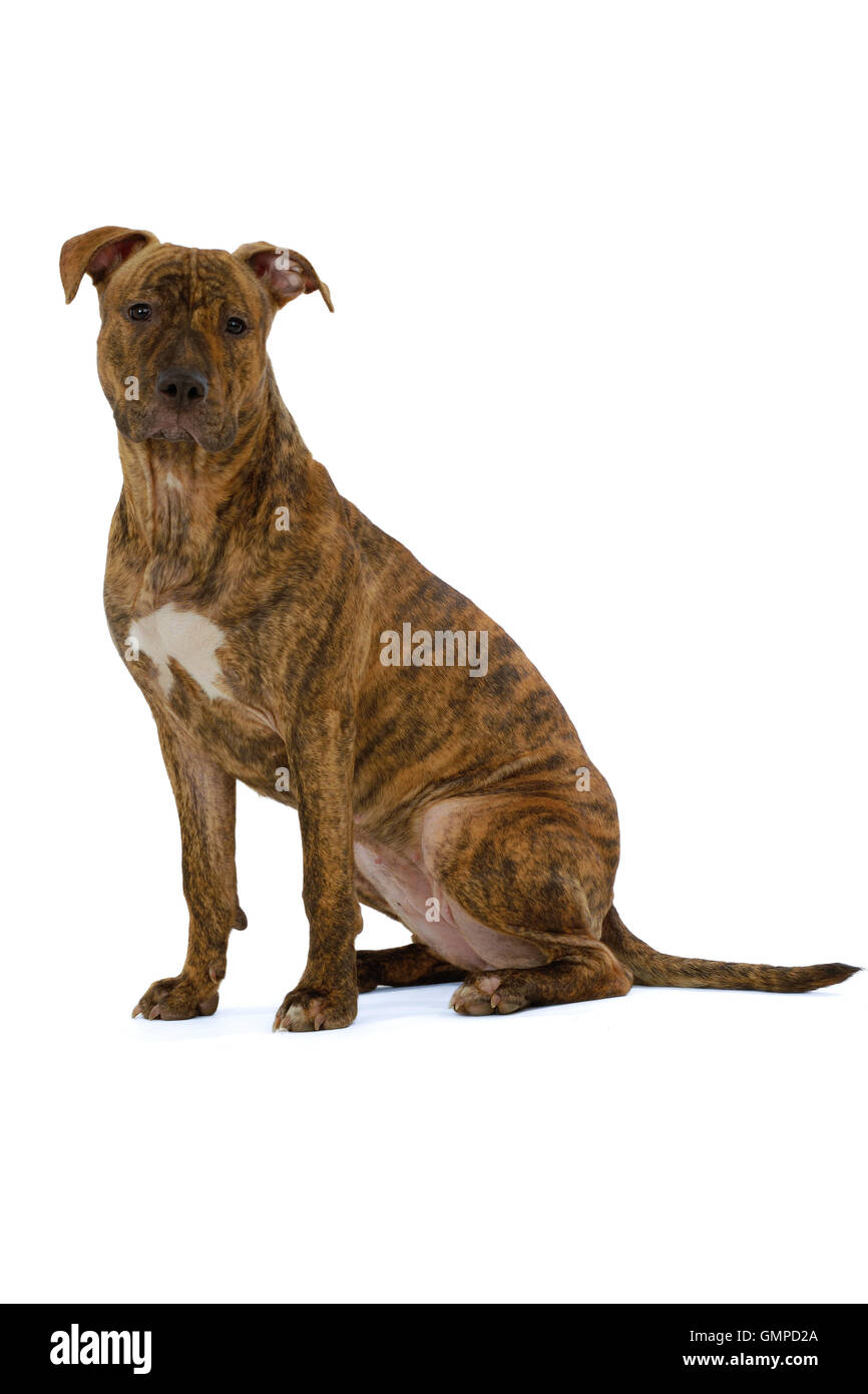 Portrait sad staffordshire bull terrier Cut Out Stock Images & Pictures ...