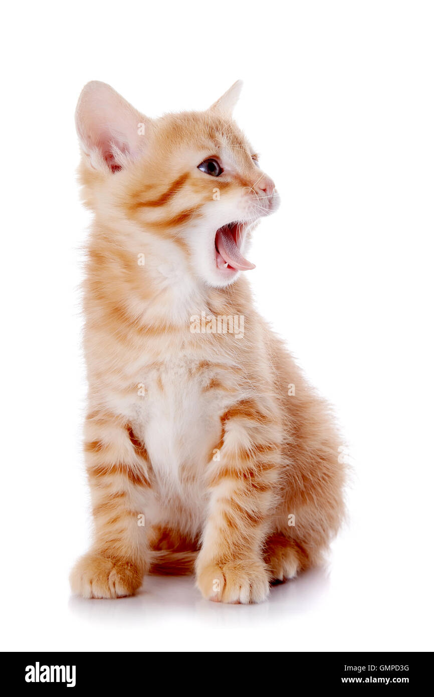 Yawning feline Cut Out Stock Images & Pictures - Alamy