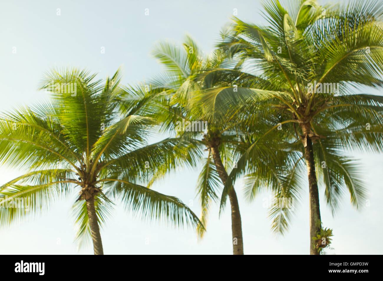 Paradise feast hi-res stock photography and images - Alamy