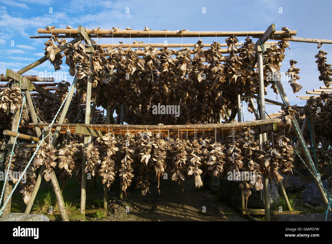 Traditional stock fish in Norway Stock Photo - Alamy