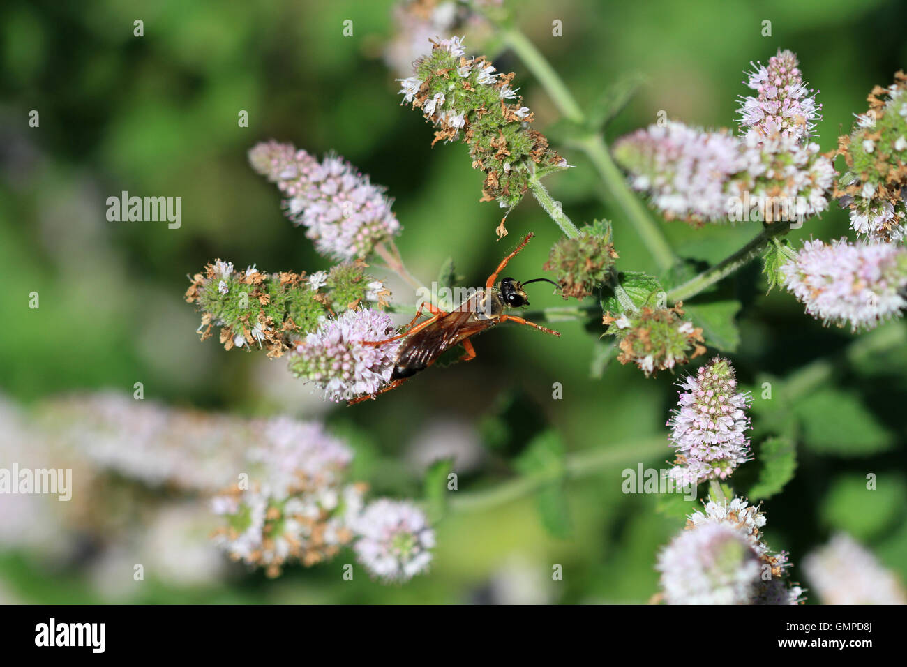 Great Golden Digger Wasp Stock Photo - Alamy