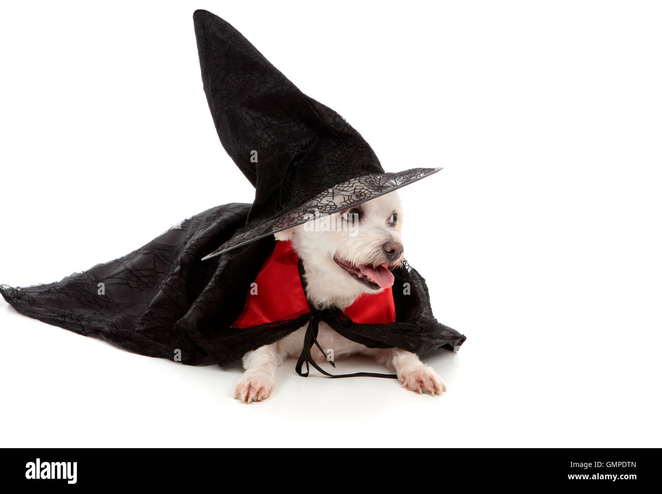 Scary dog costume hi-res stock photography and images - Alamy