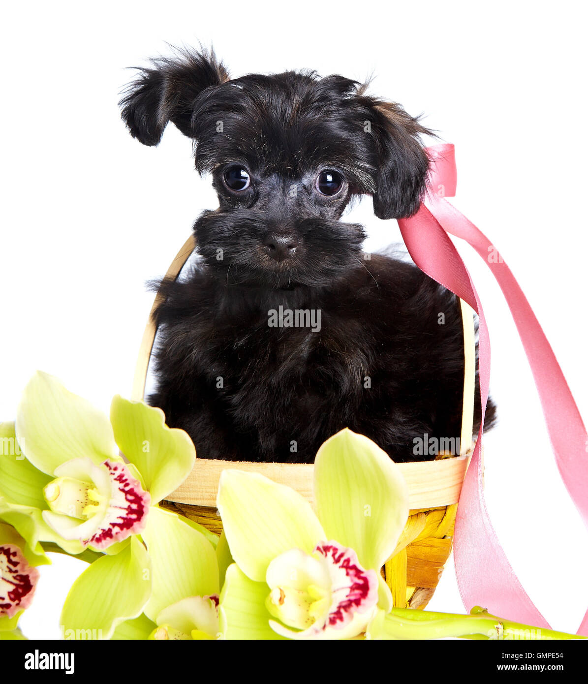 Orchids basket hi-res stock photography and images - Alamy