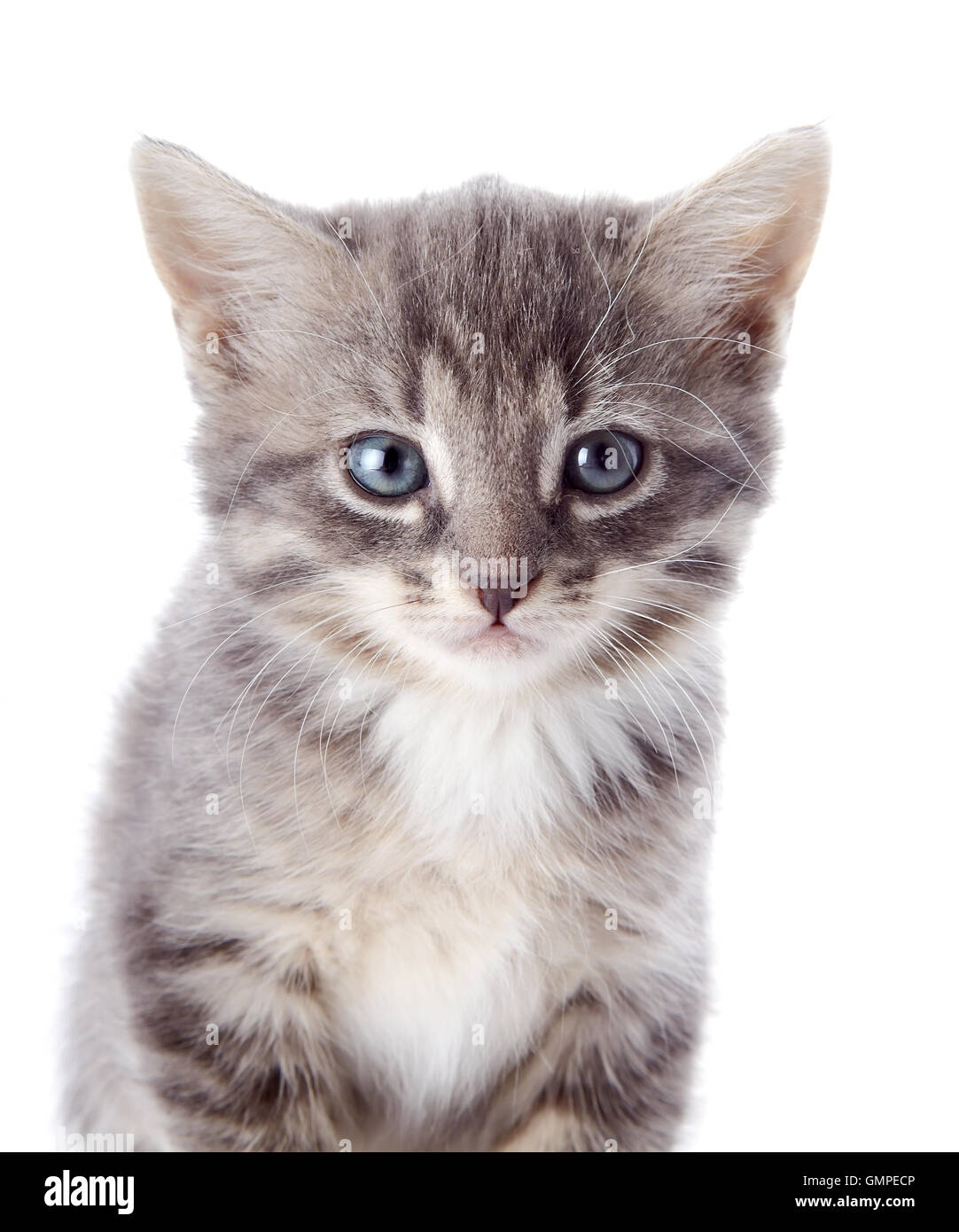 Tail vertebrate angry kitten hi-res stock photography and images - Alamy