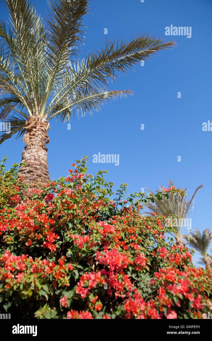 pam tree, sky and flowers Stock Photo - Alamy