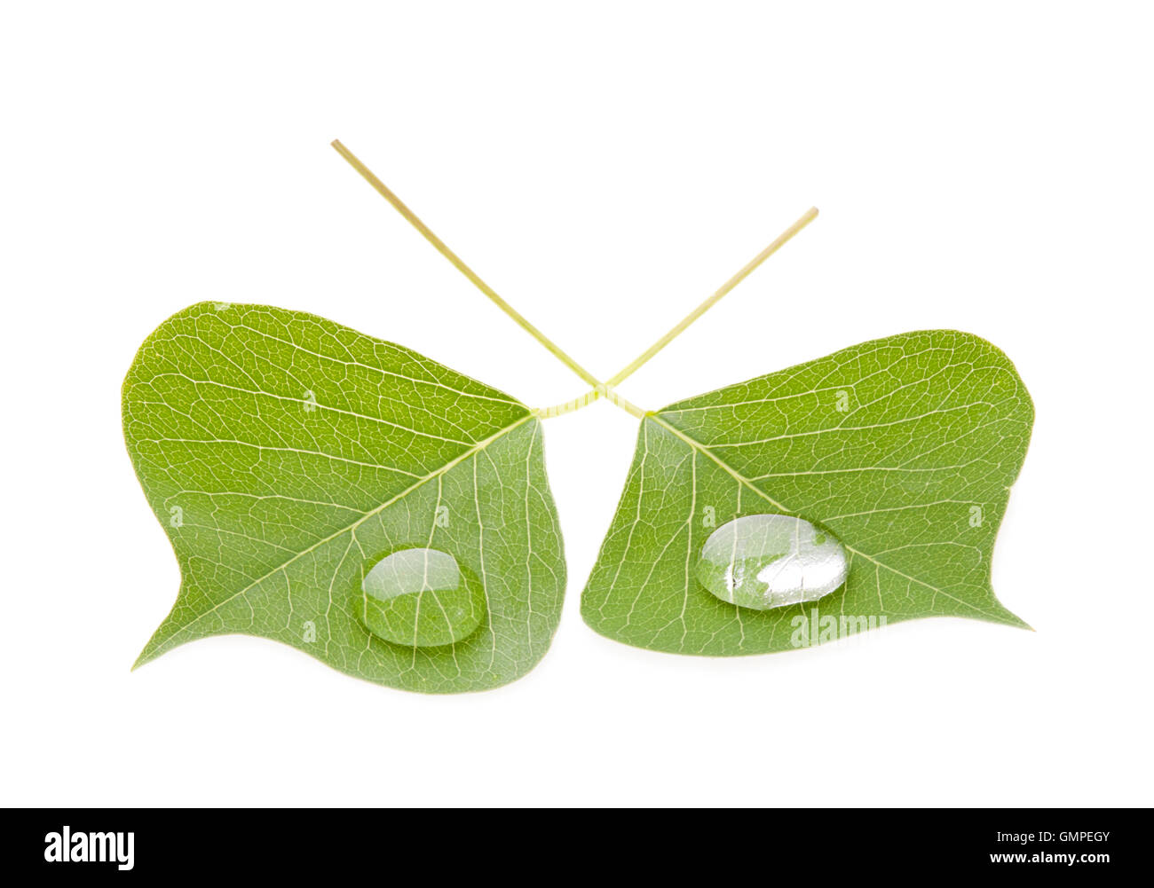 Green leaves with drop Stock Photo - Alamy
