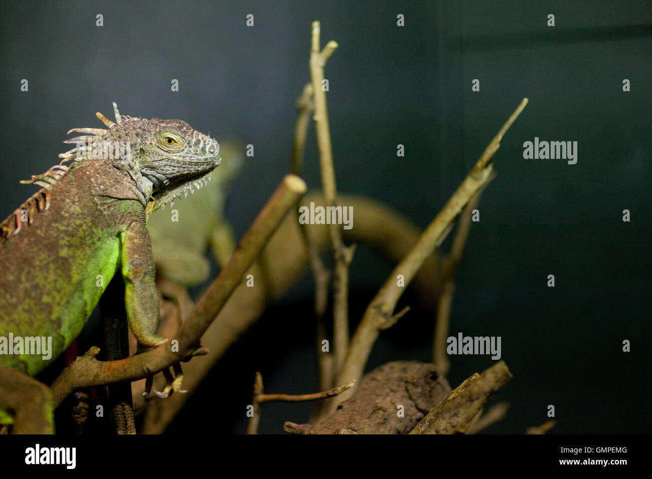 Iguana body hi-res stock photography and images - Alamy
