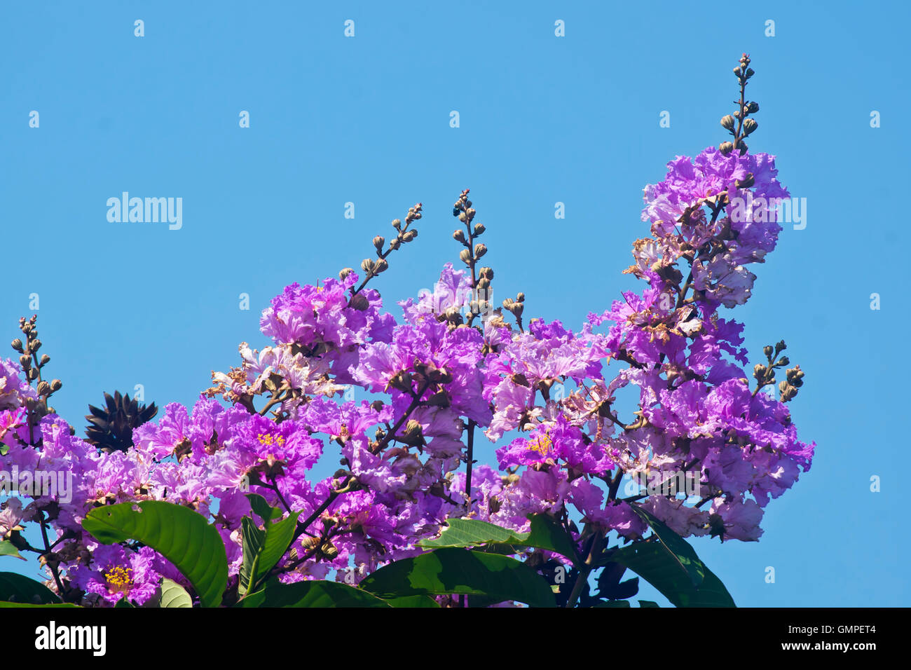 Crape myrtle flowers Stock Photo - Alamy