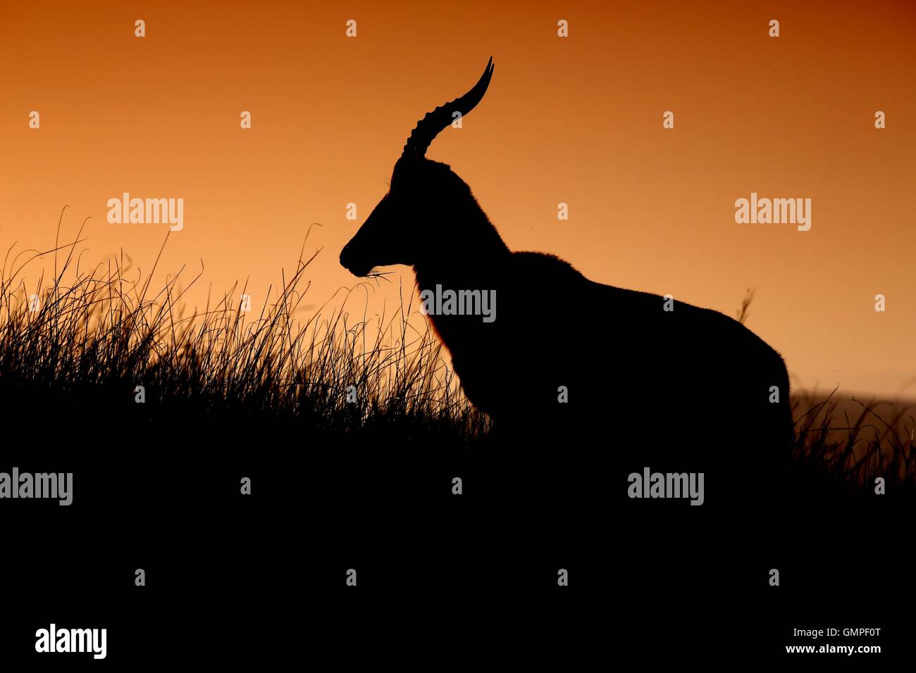 Pronghorn Silhouette