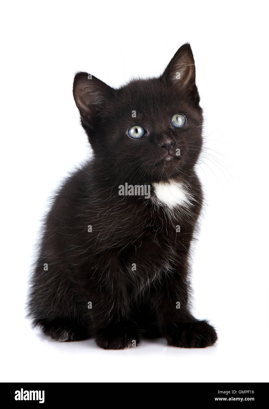 Cute fluffy kitten small Cut Out Stock Images & Pictures - Alamy