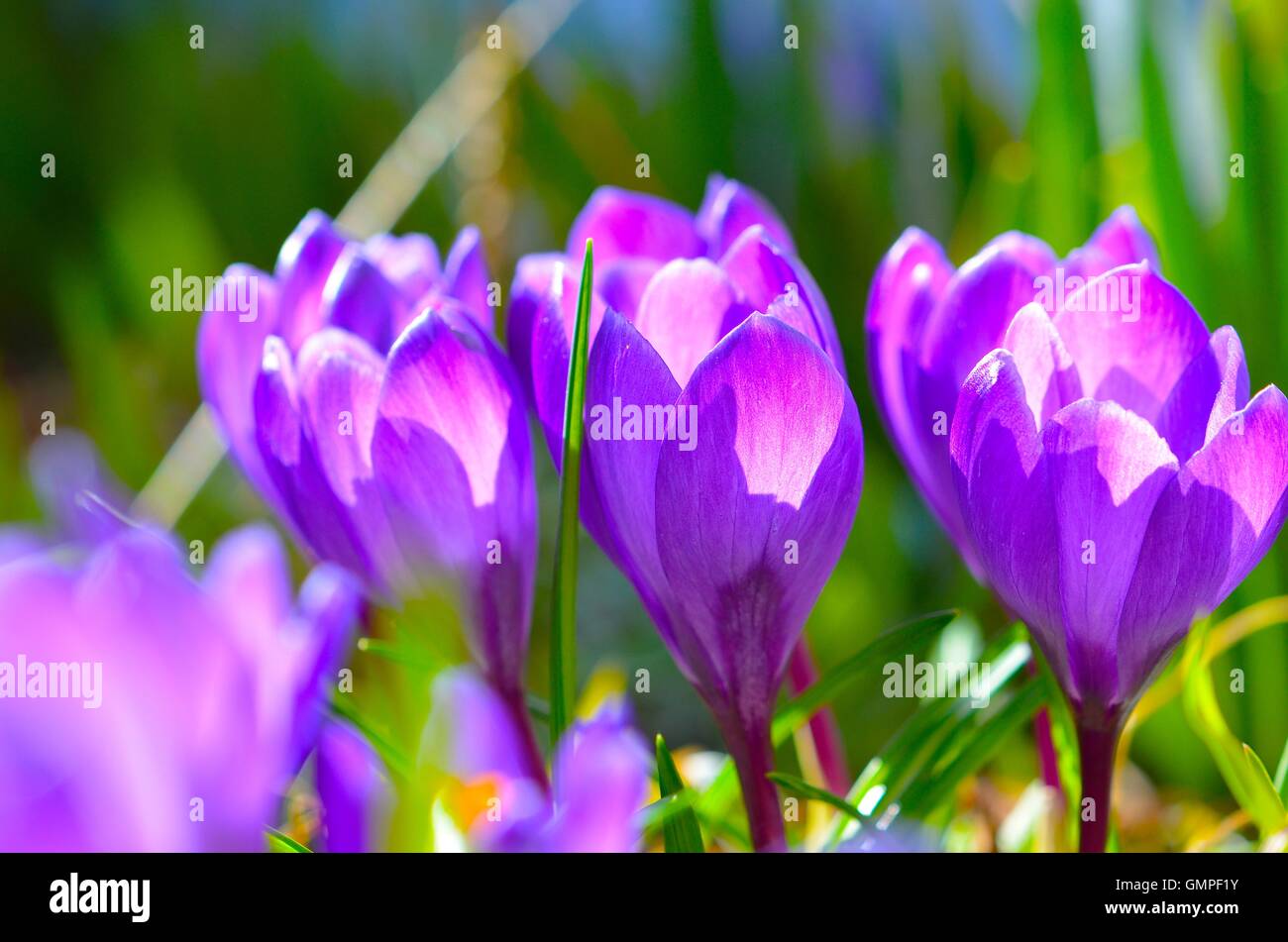Norway spring flowers hi-res stock photography and images - Alamy