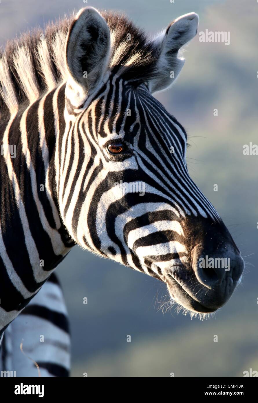 Safari animal portrait hi-res stock photography and images - Alamy