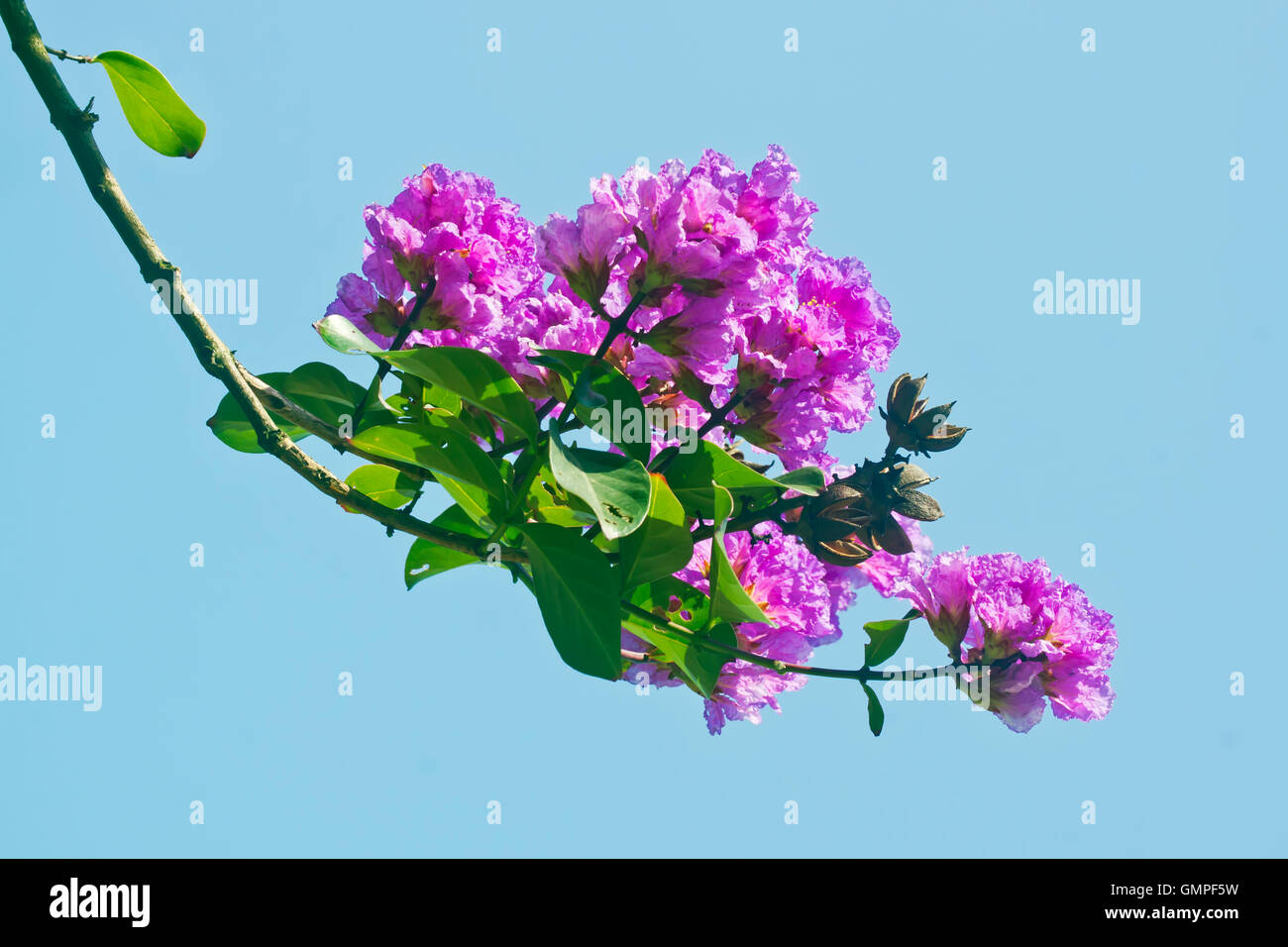 Crape myrtle flowers Stock Photo - Alamy