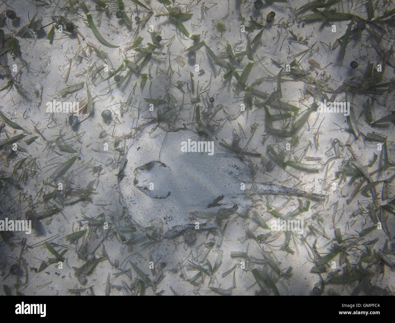 Floating stingray hi-res stock photography and images - Alamy