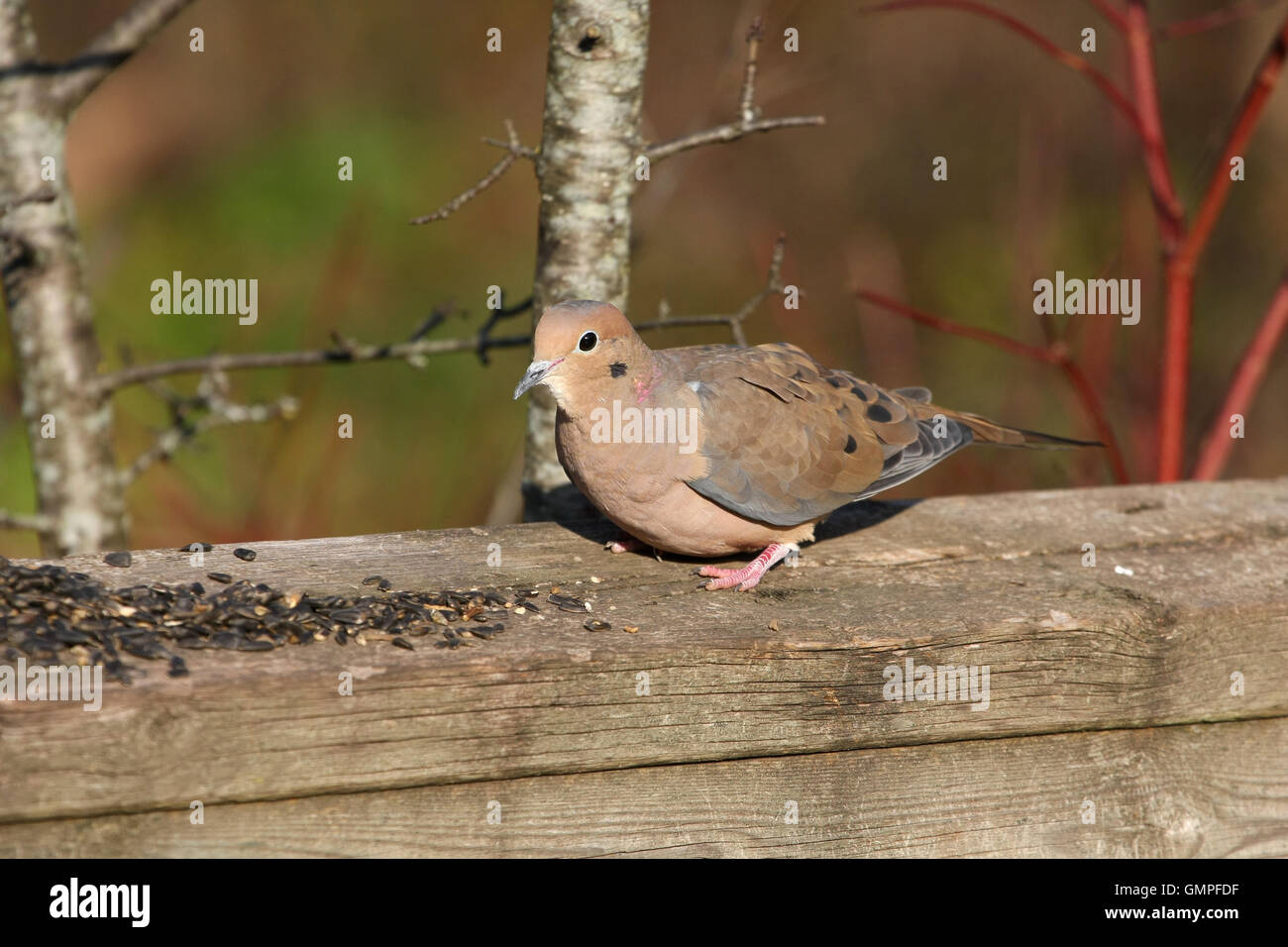 Flight mourning hi-res stock photography and images - Alamy