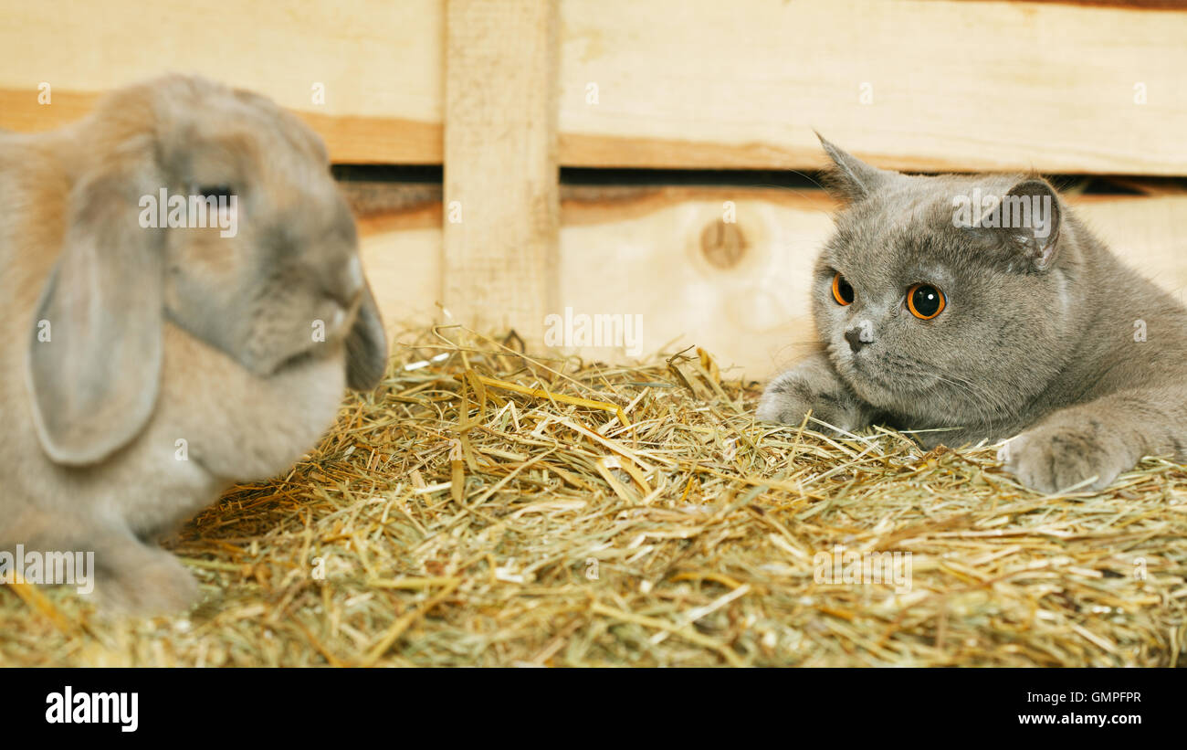Grey white dwarf rabbit hi-res stock photography and images - Alamy