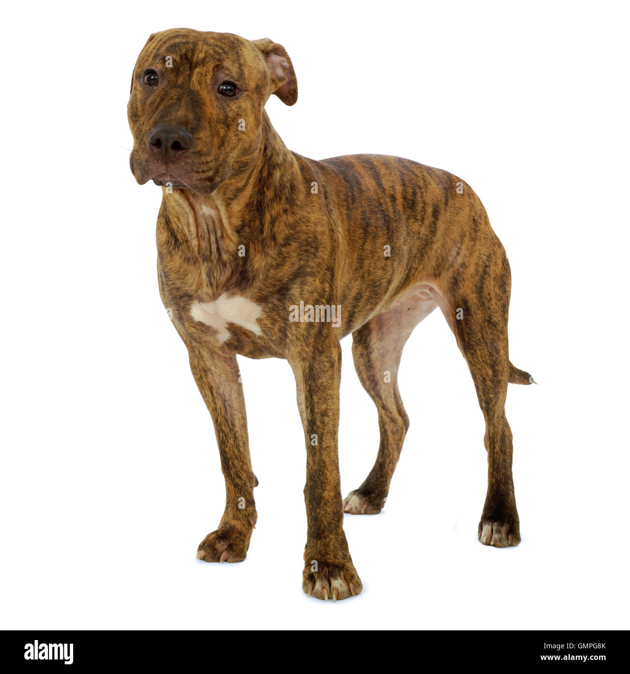 Dog on a clean white background Stock Photo - Alamy