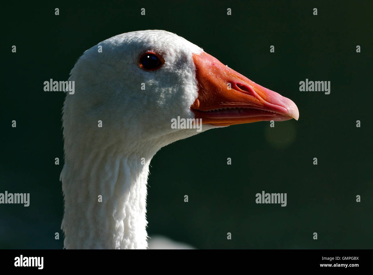 duck in green Stock Photo - Alamy