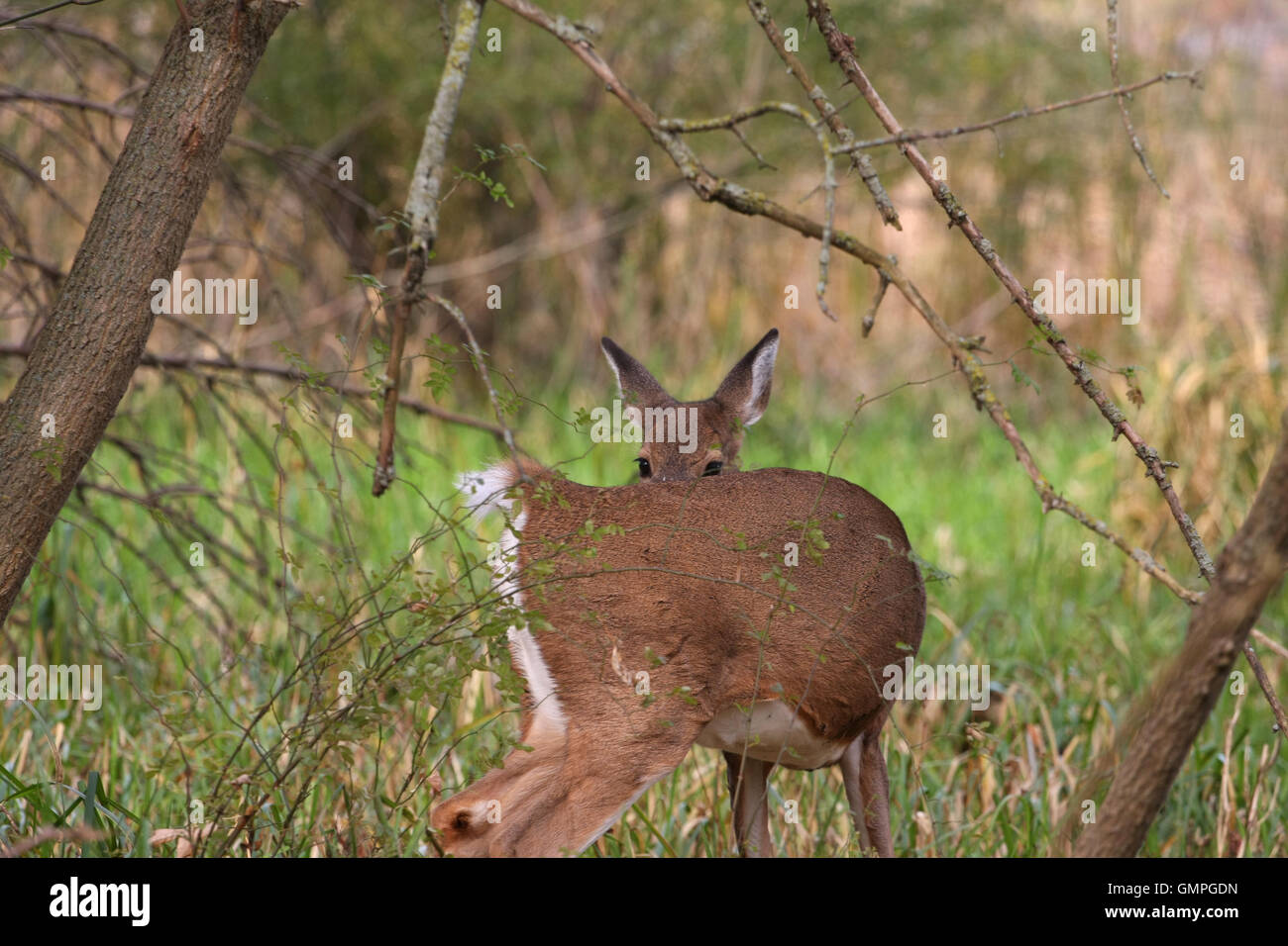 Deer buck doe wildlife nature hi-res stock photography and images - Alamy