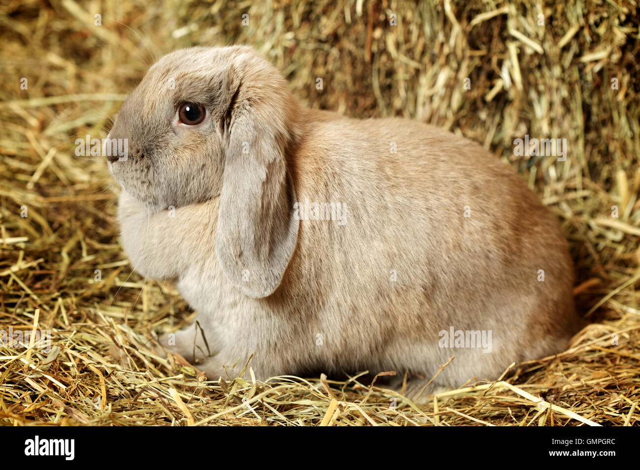 Dwarf lop eared rabbit sitting hi-res stock photography and images - Alamy