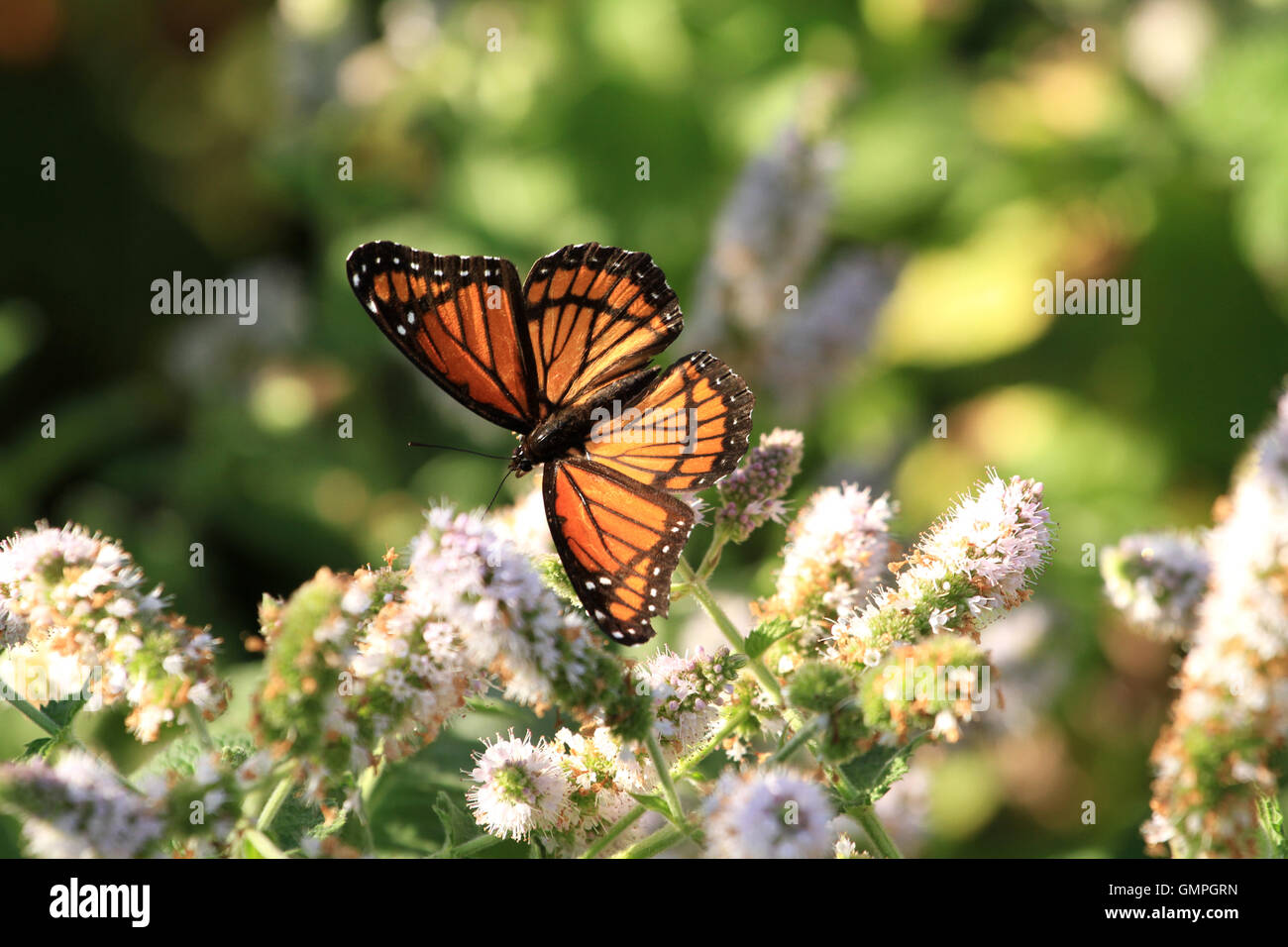 Monarch viceroy butterfly hi-res stock photography and images - Alamy