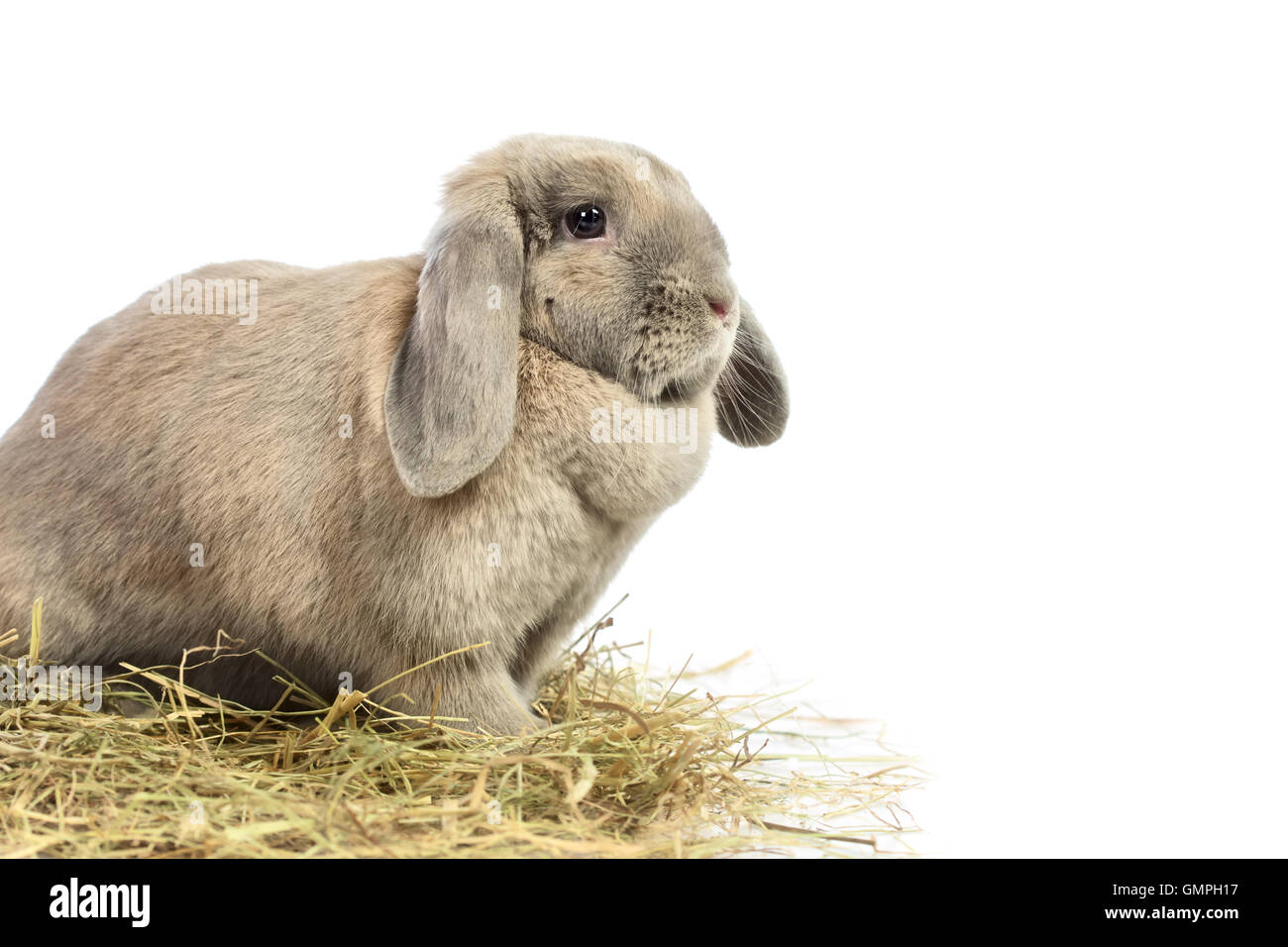 Dwarf lop eared rabbit sitting hi-res stock photography and images - Alamy