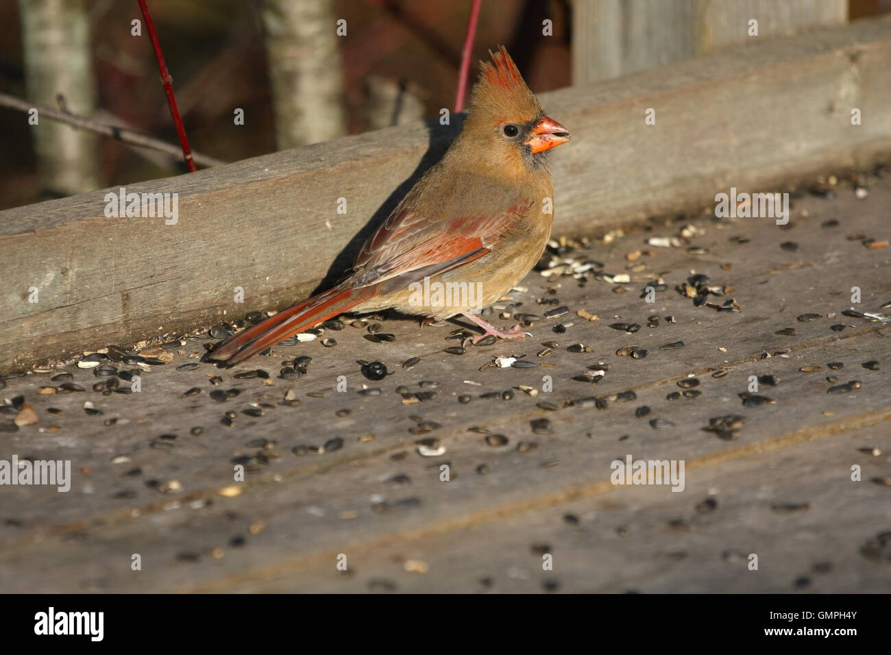 Bird cardinal fledgling hi-res stock photography and images - Alamy