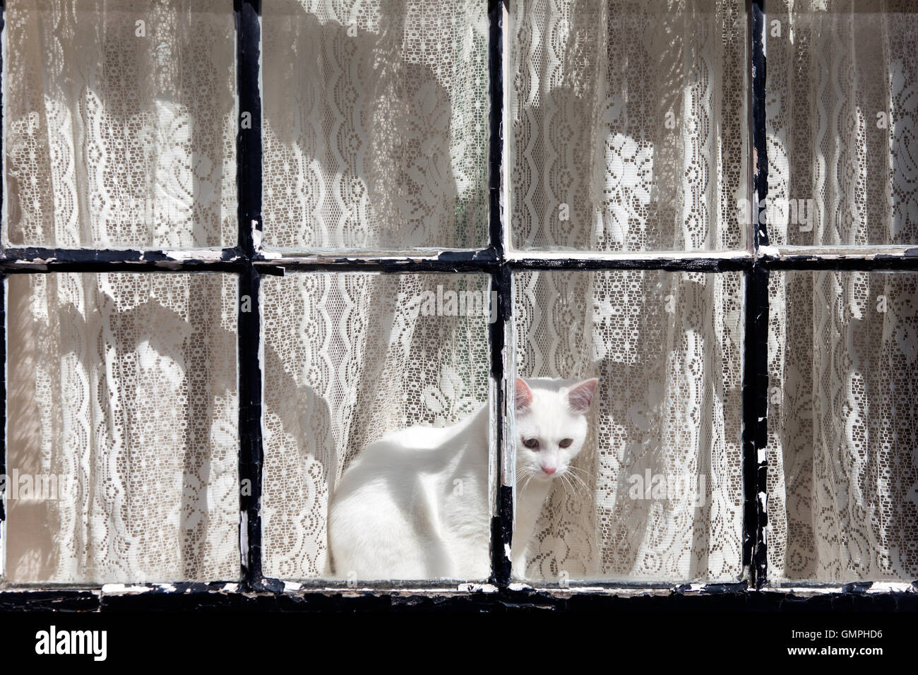 white cat in a window Stock Photo - Alamy
