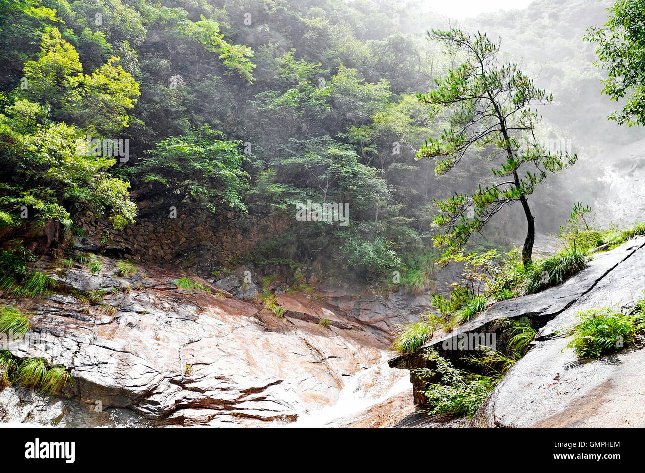 Alone chinese tree in foggy forest Stock Photo - Alamy