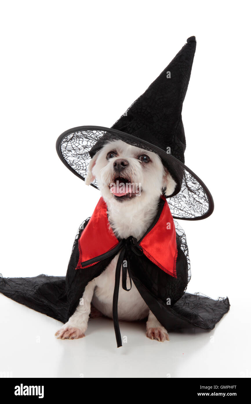 Scary dog costume hi-res stock photography and images - Alamy