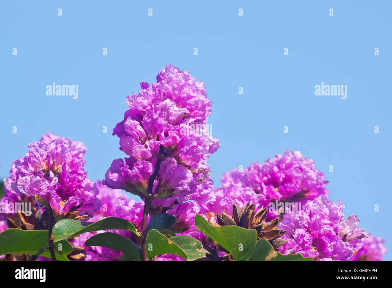 Crape myrtle flowers Stock Photo - Alamy