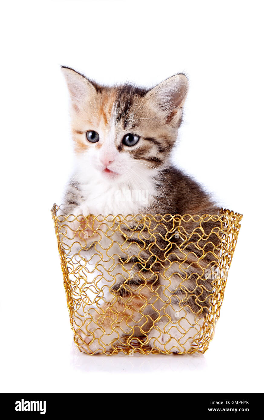 Multi-colored kitten in a gold basket Stock Photo - Alamy