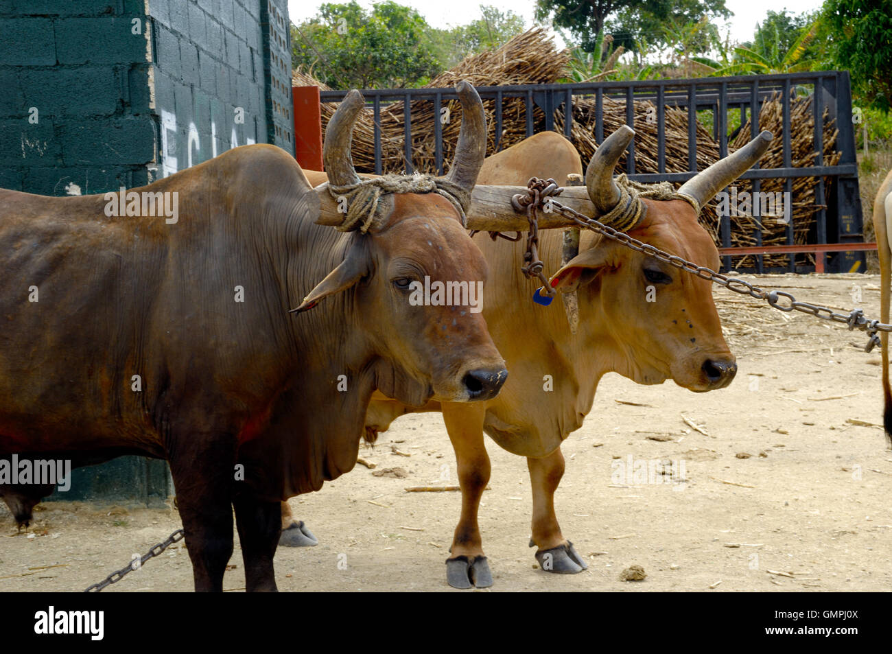 Working ox hi-res stock photography and images - Alamy