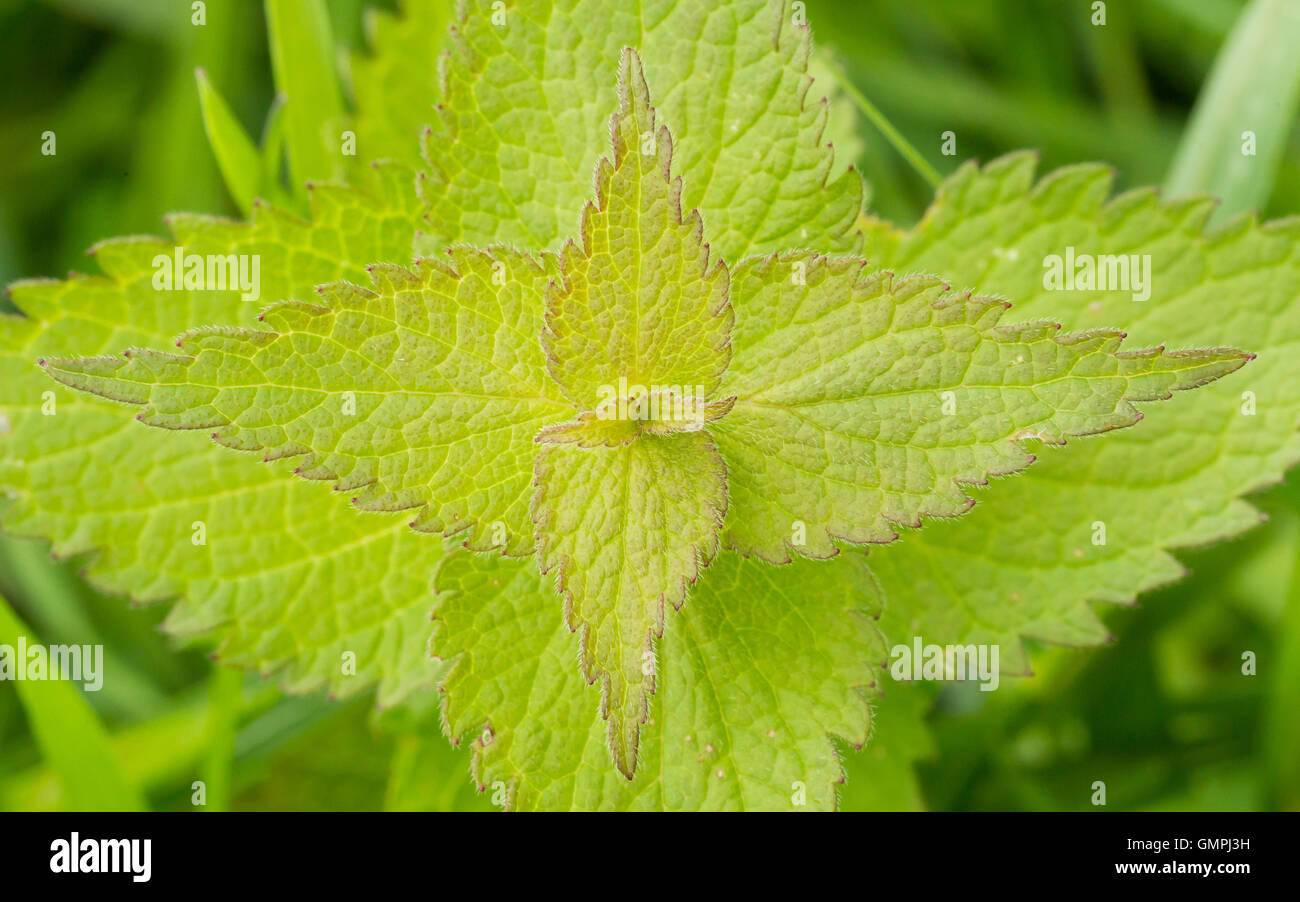 Green Stinging Nettle High Resolution Stock Photography and Images - Alamy