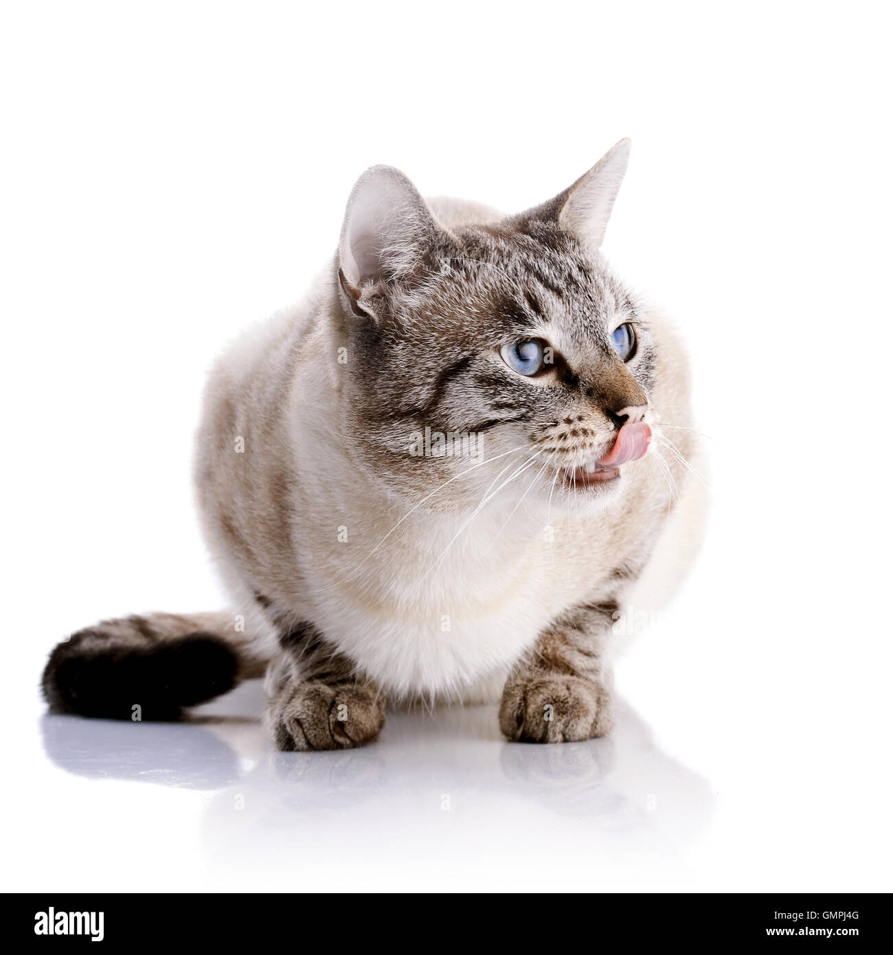 Cute domestic cat licking Cut Out Stock Images & Pictures - Alamy