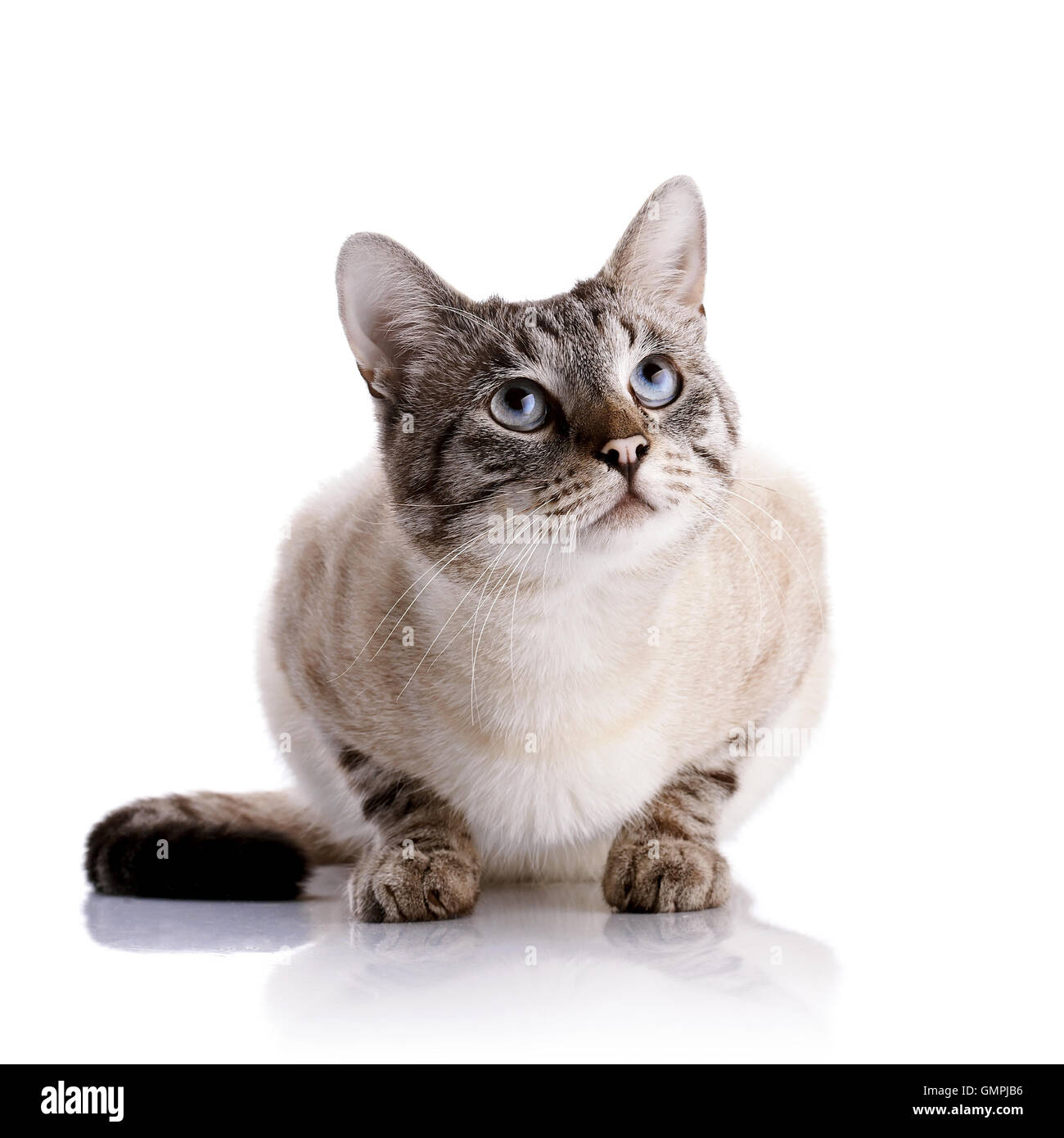 Cat with striped tail hi-res stock photography and images - Alamy