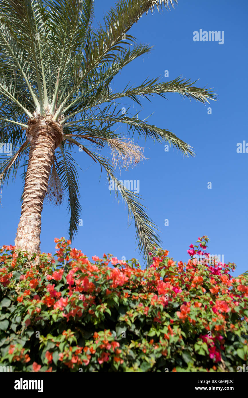 pam tree, sky and flowers Stock Photo - Alamy