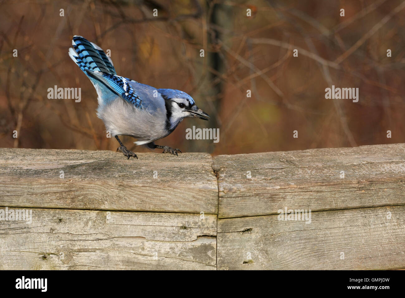 Fluffy bluejay hi-res stock photography and images - Alamy